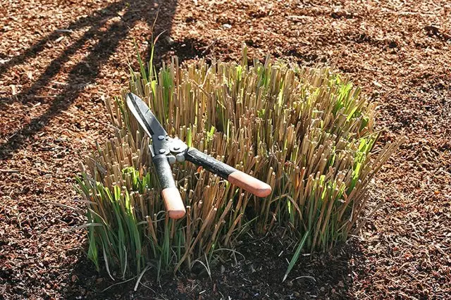 Protesia de cereals a la primavera