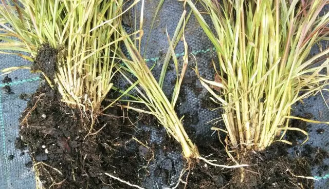 Divisió i trasplantament de cereals a la primavera