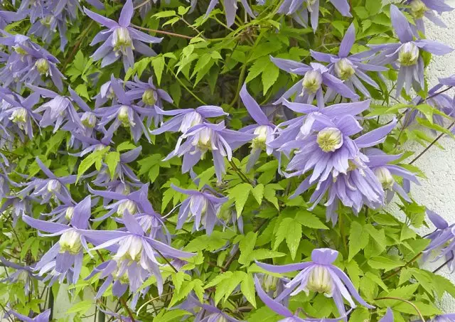 Clematis کیا فرق ہے