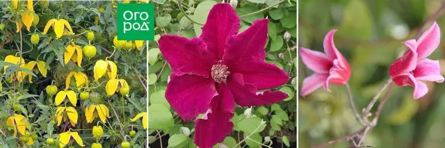 Classificatie Clematis