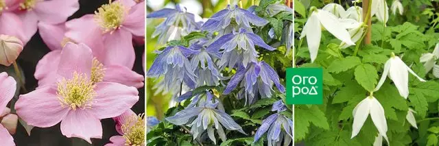 Classification Clematis.