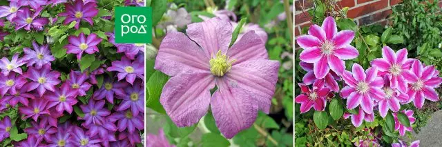 Classification Clematis.