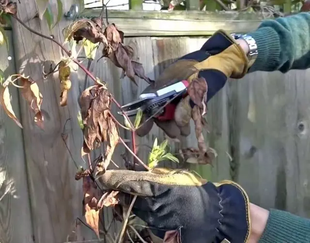 Trimming clematis by groups.