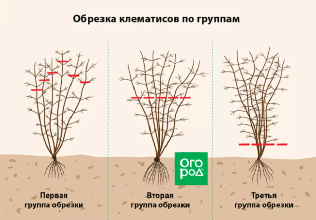 Trimming clematis by groups.