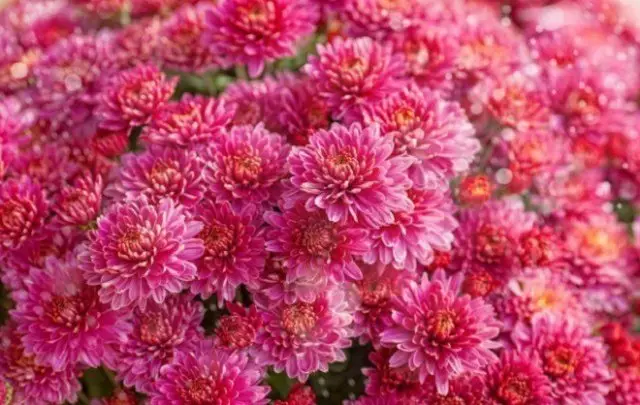 Chrysanthemum Division