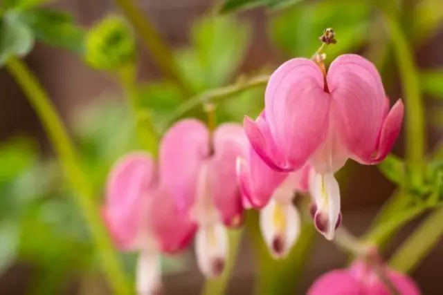 Dicentra megosztása