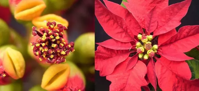 Poinsettia ziedu izgatavošana