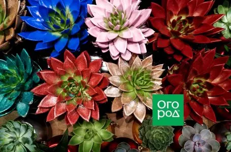 POINSETTIA нь хамгаалж, хатаасан: хаях эсвэл боломж олгох 1229_12