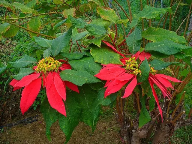 Kā ietaupīt Puansettia