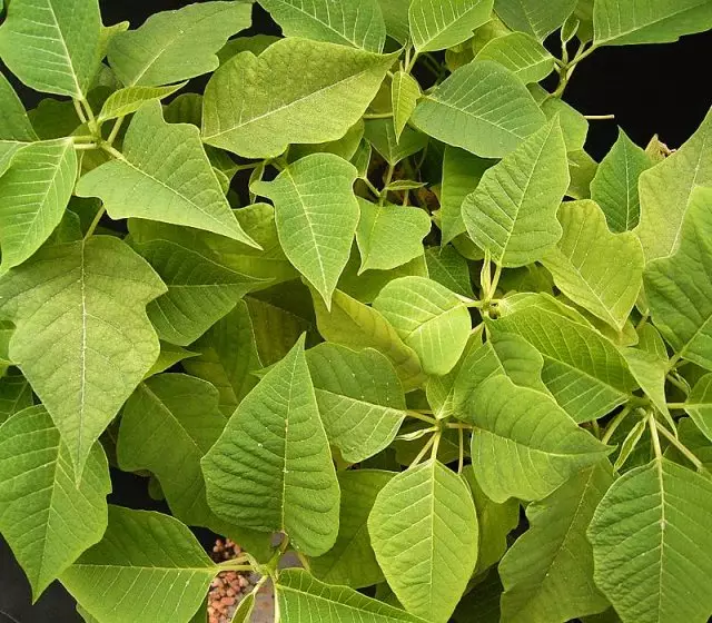 Poinsettia chirimwa bush photo