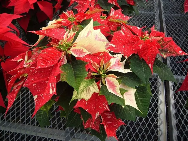 Cura di Poinsettia