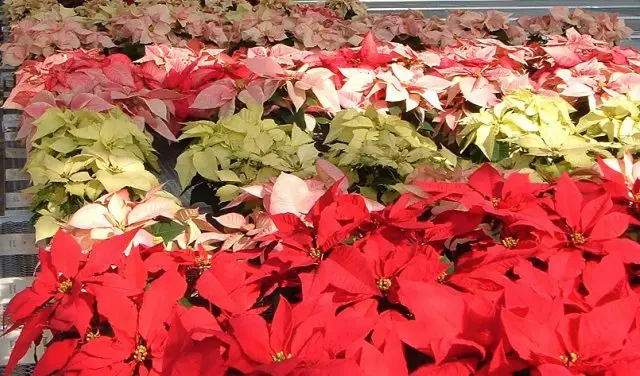 Poinsettia сортуудын төрөл