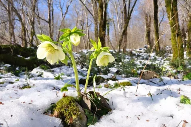 Froster's Primrose.