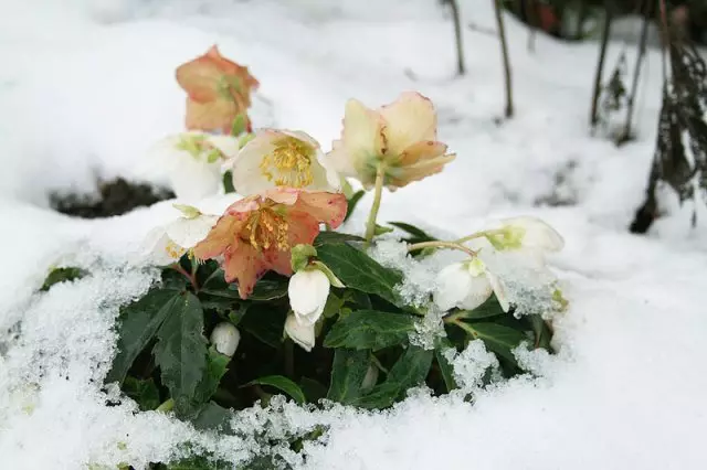 Froster's Primrose.