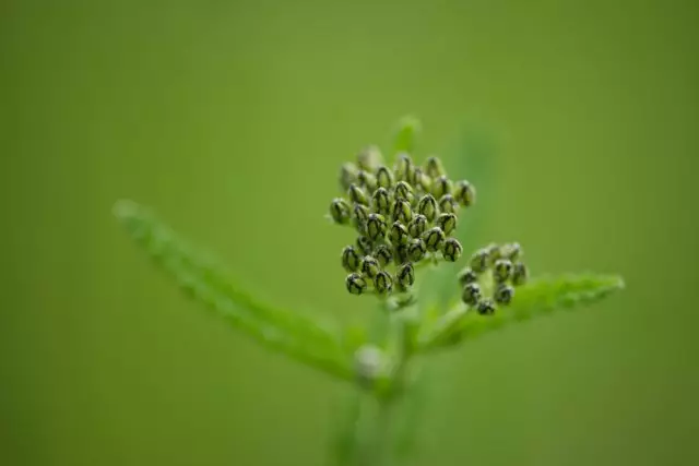 Yarrow Samen gewöhnlich.