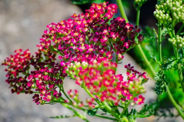 Variété de Yarrow Cerise Queen (Cherry Queen)