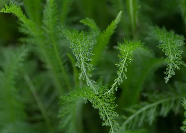 Les feuilles de Yarrow ordinaire