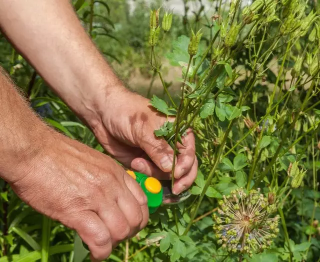 Aquail Pruning.