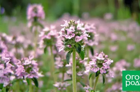 AquieGia: سۈرەت, قونۇش, يۆلىنىش, پەرۋىش, پەرۋىش قىلىش 1233_12