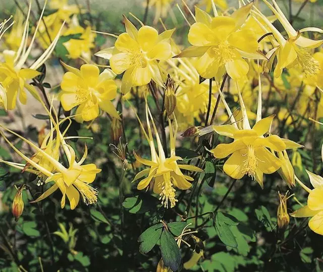 Akveliya Yellow Queen.