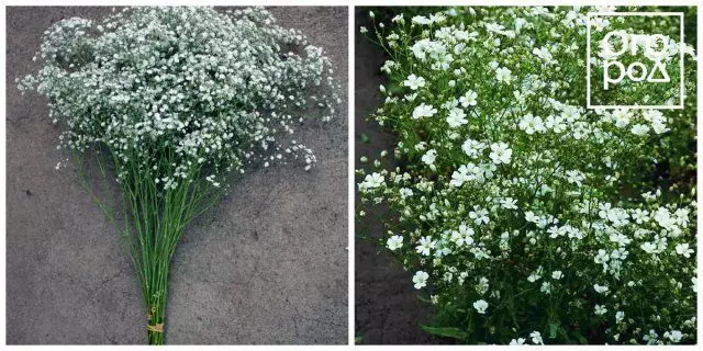 GYPSOPHILA.