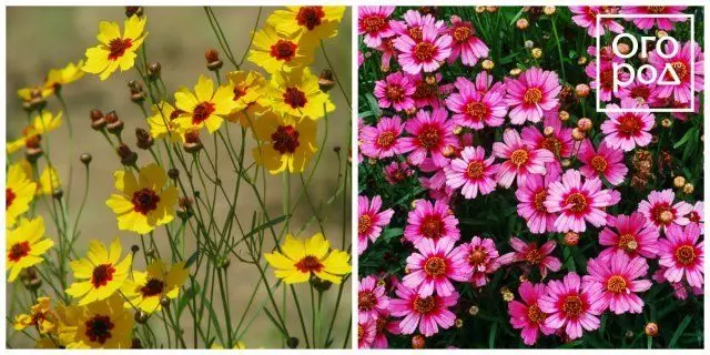 Coreopsis