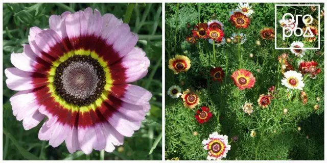 Chrysanthemum vjetore