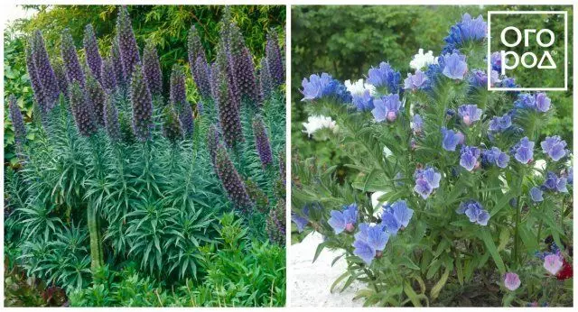 Echium.