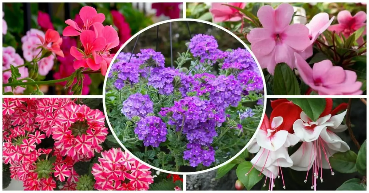 วิธีการแทนที่ Petunia: 5 สีที่ง่ายต่อการดูแล