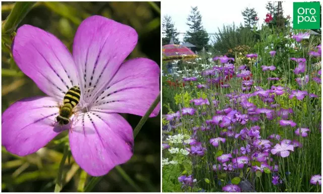 11你的花園的每年顏色都不害怕霜凍