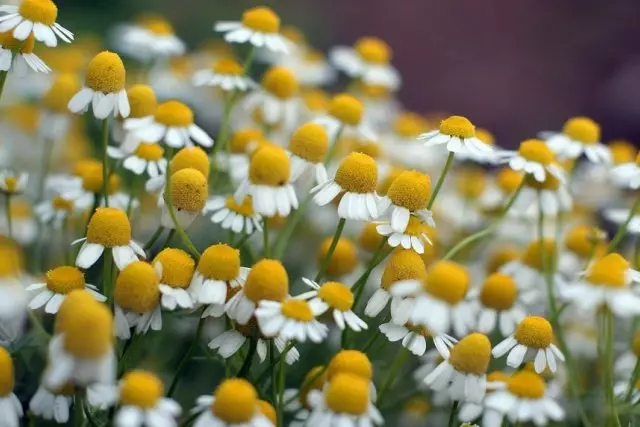 chamomile.