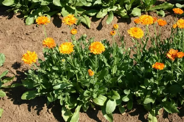 calendula.