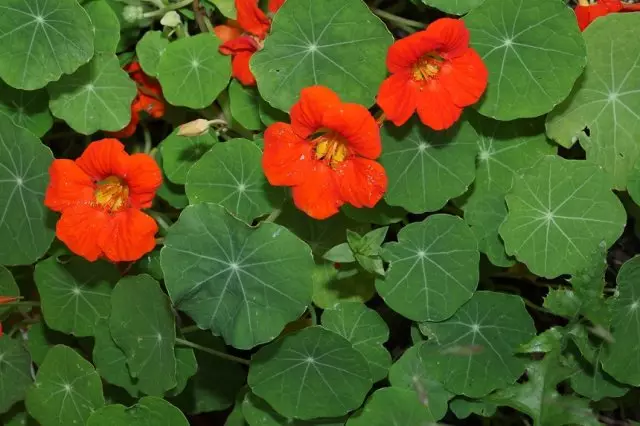 nasturtium.