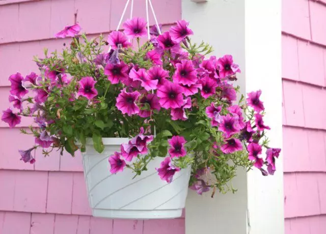 អាំហ្វែល Petunia