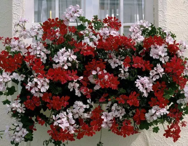 Ampel Pelargonia.