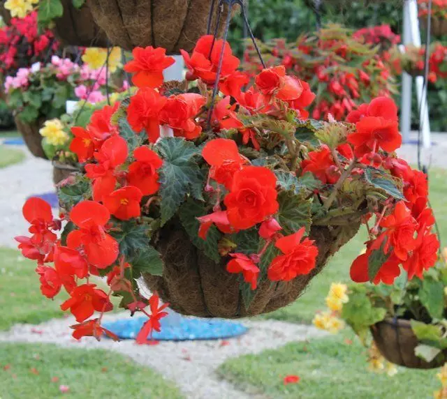 Ampel begonia