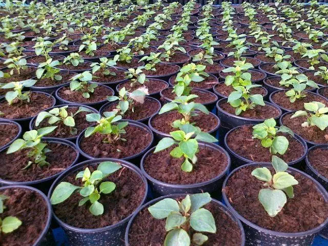 Seedling Balzine