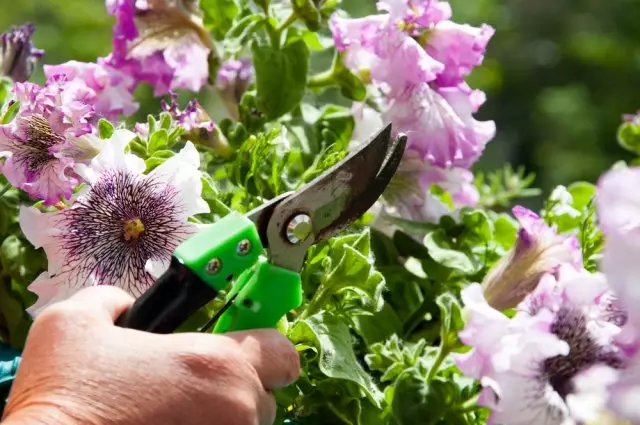 Formulera petunia