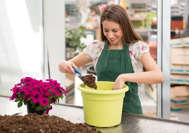 Perepring Petunia