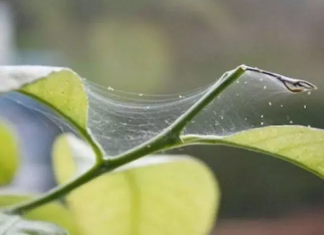 Petunia Web Tick