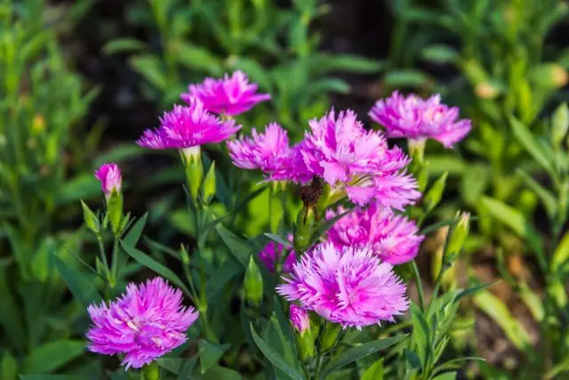 Carnation pink yang indah di taman