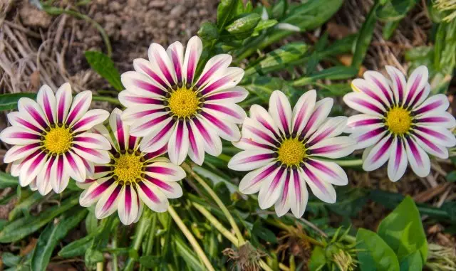 Gazania aurinkoinen kukka.