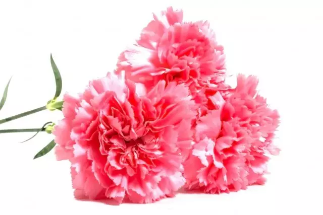 three pink carnations isolated on white background