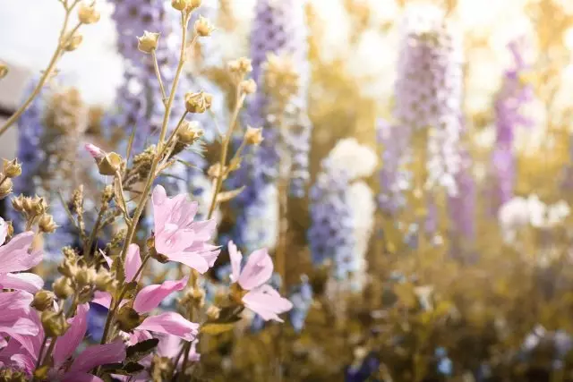 delicate floral background pink hollyhock in the morning sun