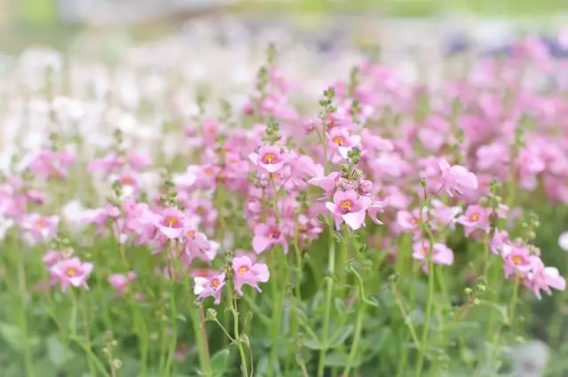 Blodau Blooming Twinspur, Dôl y Gwanwyn