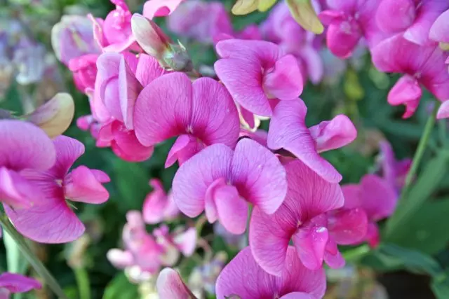 Pink Sweetpea Flowers.