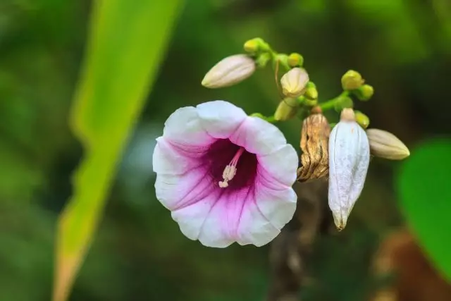 ପ୍ରଭାତ ଗ glory ରବ ଫୁଲ, ଛେଳିର ପାଦ କ୍ରିପର୍ କିମ୍ବା ବେଳାଭୂମି ସକାଳ ଗ ory ରବ |