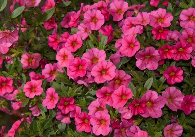 Calibrachoa, Mini Petunia, flower masses in pink