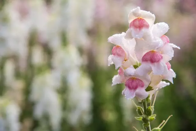 Antirrhinum Majus اژدها گل در شکوفه در باغ.