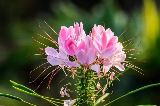 Bunga Cleome putih dan merah muda di taman tropis